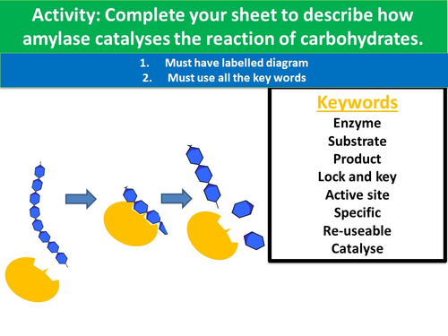 Catalysts and Enzymes | Teaching Resources