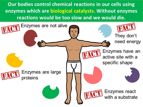 Catalysts and Enzymes | Teaching Resources