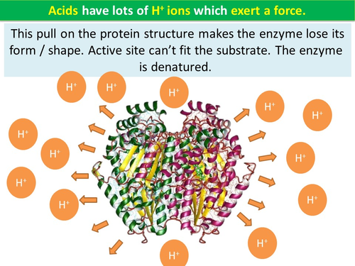 Factors affecting Enzyme Action | Teaching Resources