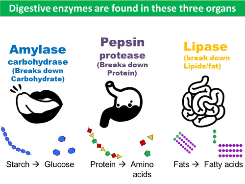 Factors affecting Enzyme Action | Teaching Resources