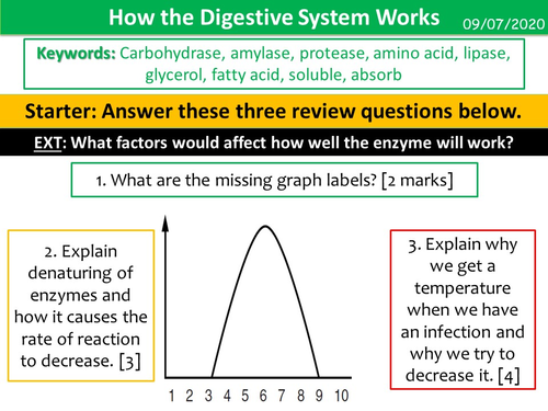 How the Digestive System Works | Teaching Resources