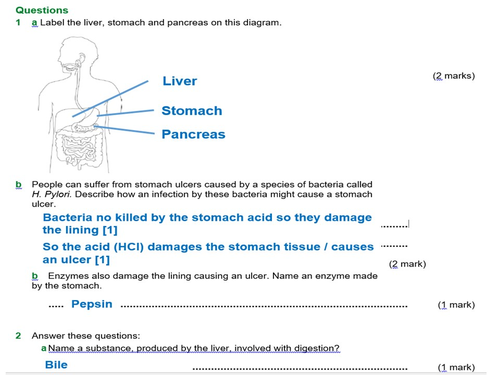 Making Digestion Efficient | Teaching Resources