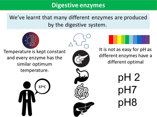 Making Digestion Efficient | Teaching Resources