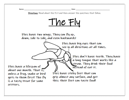 The FLY - Reading Comprehension Worksheet | Teaching Resources