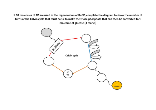 The Calvin cycle (CIE A-level Biology) | Teaching Resources