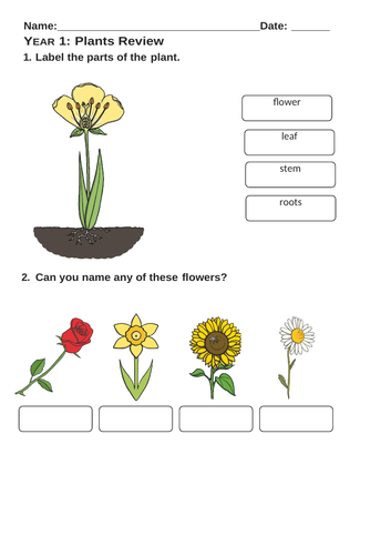 Science End Of Unit Assessments Year 1 | Teaching Resources