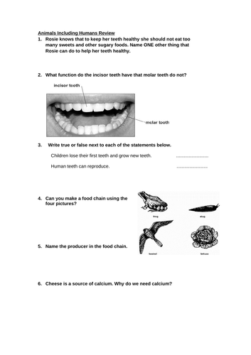 Years 2-6 Science End of Unit Assessments | Teaching Resources