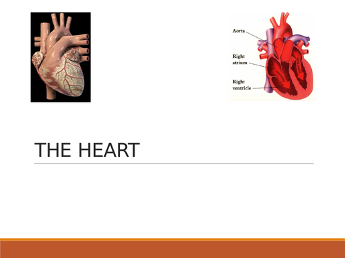 A Level Biology - The Heart | Teaching Resources