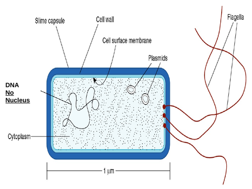Bacteria Diagram Gcse