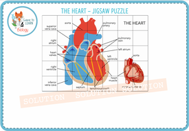 The Heart - Digital Jigsaw Puzzle (KS3/4) | Teaching Resources
