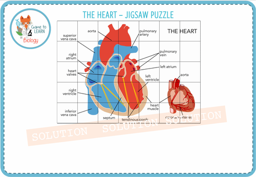 The Heart - Digital Jigsaw Puzzle (KS3/4) | Teaching Resources