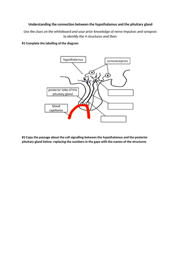 Control of blood water potential (Edexcel A-level Biology B) | Teaching ...