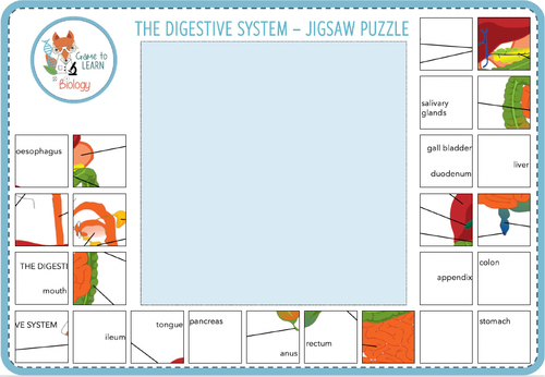 Digestive System - Digital Jigsaw Puzzle (KS3/4) | Teaching Resources