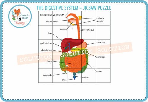 Digestive System - Digital Jigsaw Puzzle (KS3/4) | Teaching Resources