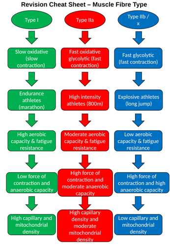Muscle Fibre Type Concise Comparison Sheet - A level | Teaching Resources