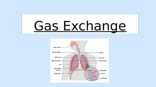 Gas Exchange Revision | Teaching Resources
