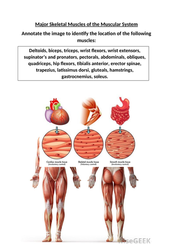 BTEC Sport Level 3 Muscular System Complete Teaching Pack | Teaching ...