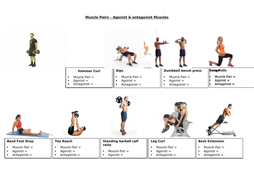 Level 2 Anatomy Unit 7 Full Unit | Teaching Resources