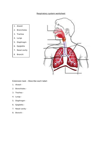 Level 2 Anatomy Unit 7 Full Unit | Teaching Resources