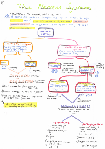 The Nervous System Infograph | Teaching Resources