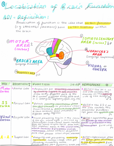 Localisation of Brain Function | Teaching Resources