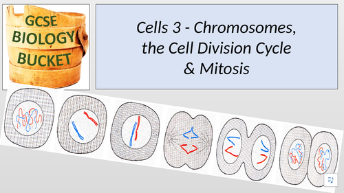 AQA GCSE Biology: Cells: chromosomes cell cycle & mitosis | Teaching ...