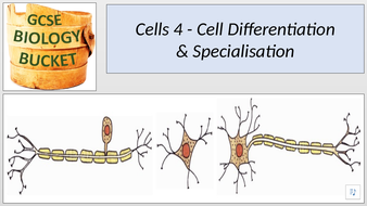 AQA GCSE Biology: Cell differentiation & specialisation | Teaching ...