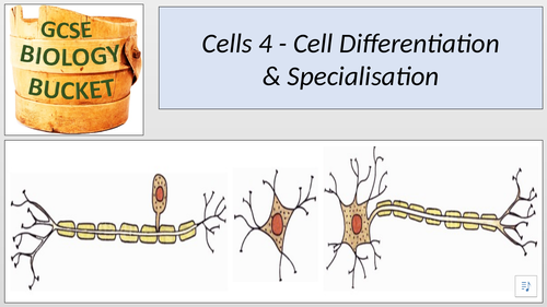 AQA GCSE Biology: Cell differentiation & specialisation | Teaching ... AQA GCSE Biology: Cell differentiation & specialisation | Teaching ...