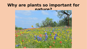Why are Plants so Important for nature? | Teaching Resources