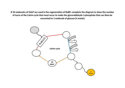 Light-independent reactions (Edexcel A-level Biology A) | Teaching ...