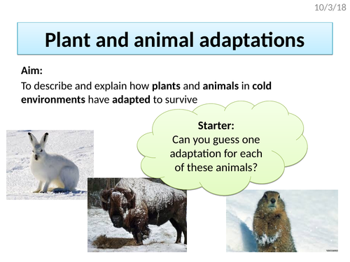 Plant and animal adaptations in cold environments (AQA The Living World ...