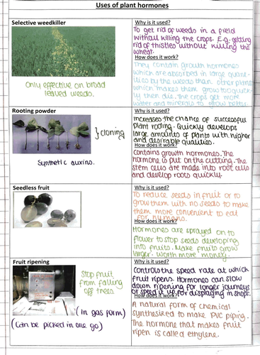 Plant Hormones | Teaching Resources
