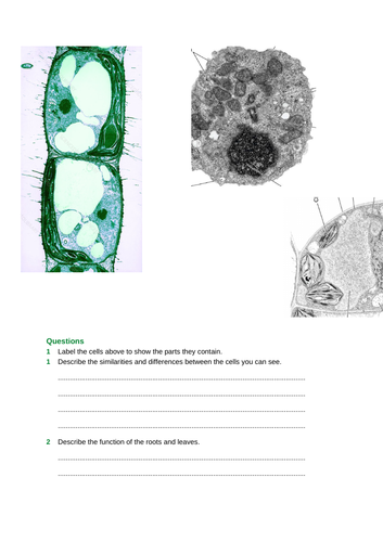 AQA GCSE cells recap lesson | Teaching Resources