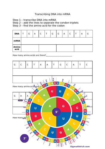 Codon Triplet Worksheet | Teaching Resources