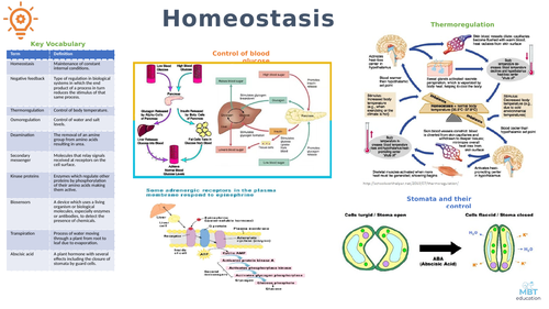 Homeostasis and Kidney Summary / Knowledge Organiser | Teaching Resources