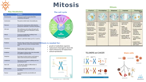 Mitosis Summary / Knowledge Organiser | Teaching Resources