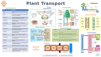 Plant transport Summary / Knowledge Organiser | Teaching Resources