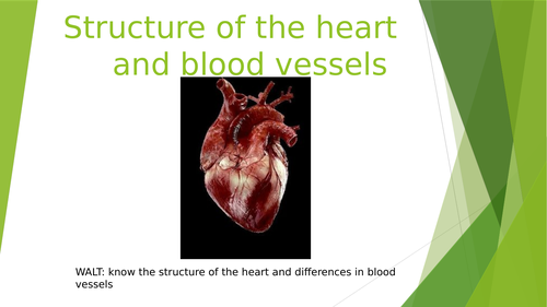 Structure of the heart and blood vessels | Teaching Resources