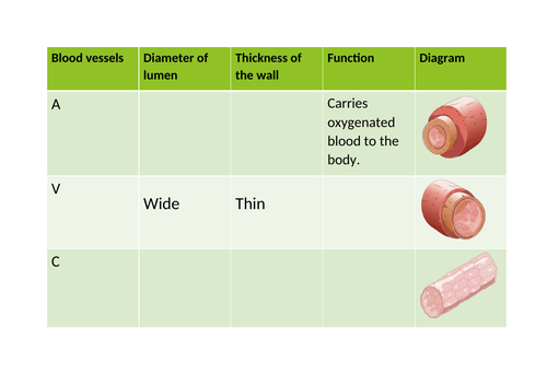 Structure of the heart and blood vessels | Teaching Resources