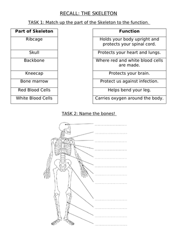 Movement Joints KS3 Activate Science | Teaching Resources