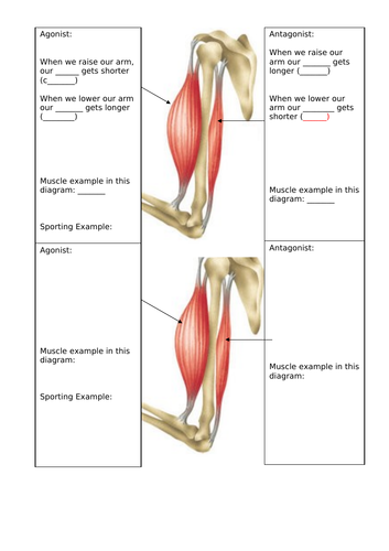 Movement Muscles KS3 Activate Science | Teaching Resources