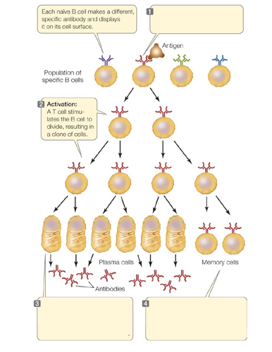 L4. Humoral Immunity (AQA A-level Biology) | Teaching Resources