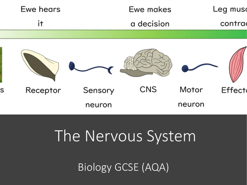 Nervous System Slides and Worksheet (GCSE Biology AQA) | Teaching Resources