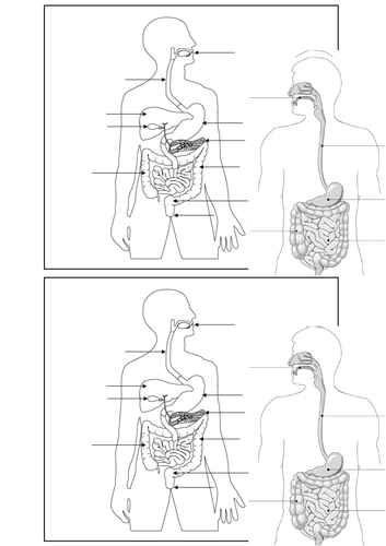 Digestive System KS3 Activate Science | Teaching Resources