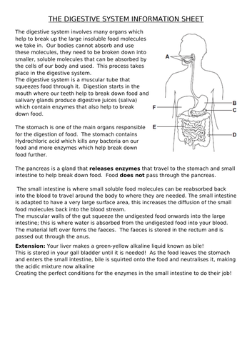 Digestive System KS3 Activate Science | Teaching Resources