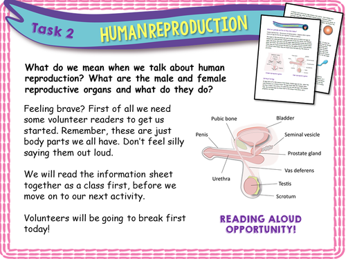 Sexual Intercourse + Genitalia PSHE | Teaching Resources