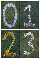 Natural Numbers Display Cards 0-50 | Teaching Resources