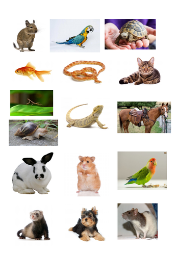KS1 Pets science unit | Teaching Resources