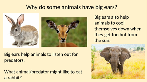 KS1 Pets science unit | Teaching Resources