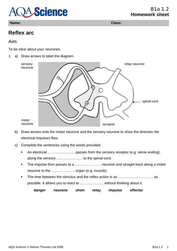 Reflex arc and synapses [AQA NEW SPEC] 2020/2021 | Teaching Resources
